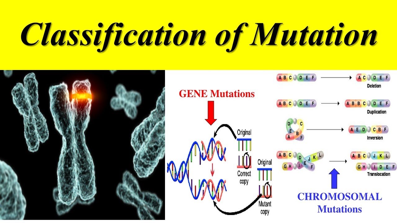 Mutation |Classification | gene and Chromosomal mutations - YouTube