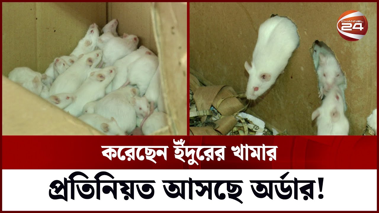 ইঁদুরের খামার থেকে আয় লাখ টাকা | Rajshahi Rat Farm | Rat Farm | White ...