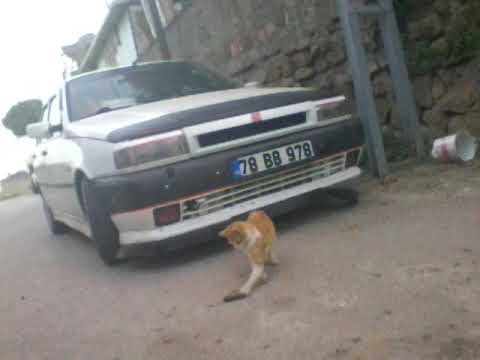Kedi vs salatalık 😂😂😂😂😂😂😂