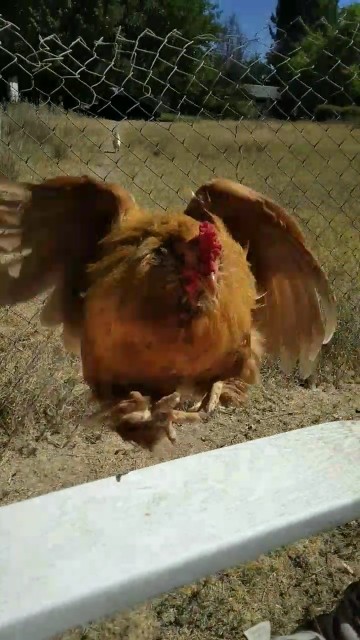 Nervous Rooster Flying Decisions 🤔 - YouTube