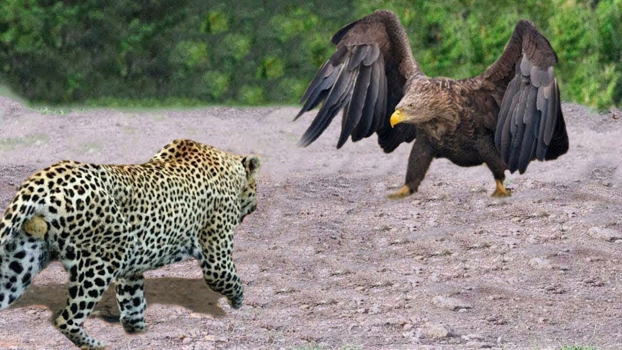 Fierce Battle Between The Ferocious Eagle And The Leopard. What Will ...