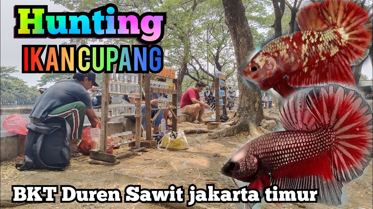 Hunting ikan cupang dapat RGG Murah.. 😅 - YouTube