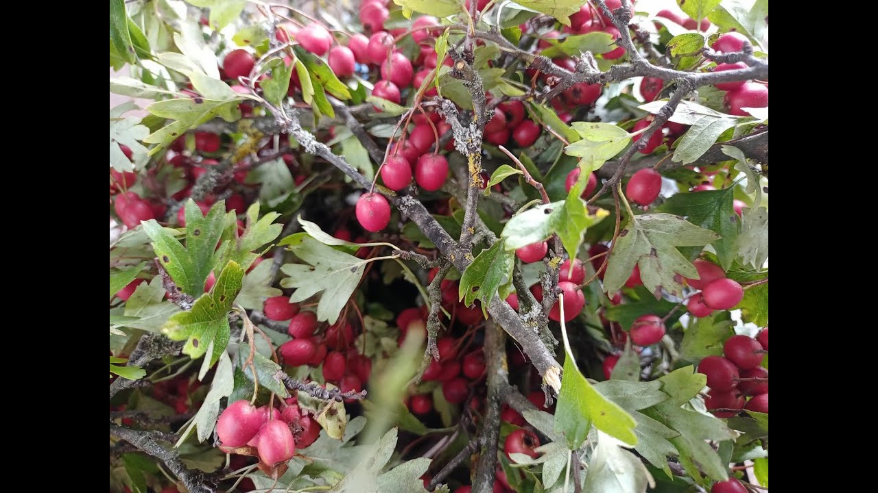 *L' aubepine* comment l utiliser🌞 - YouTube