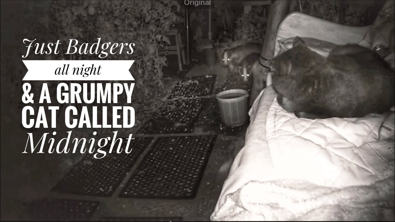 Just Badgers all night & a grumpy Cat called Midnight - YouTube