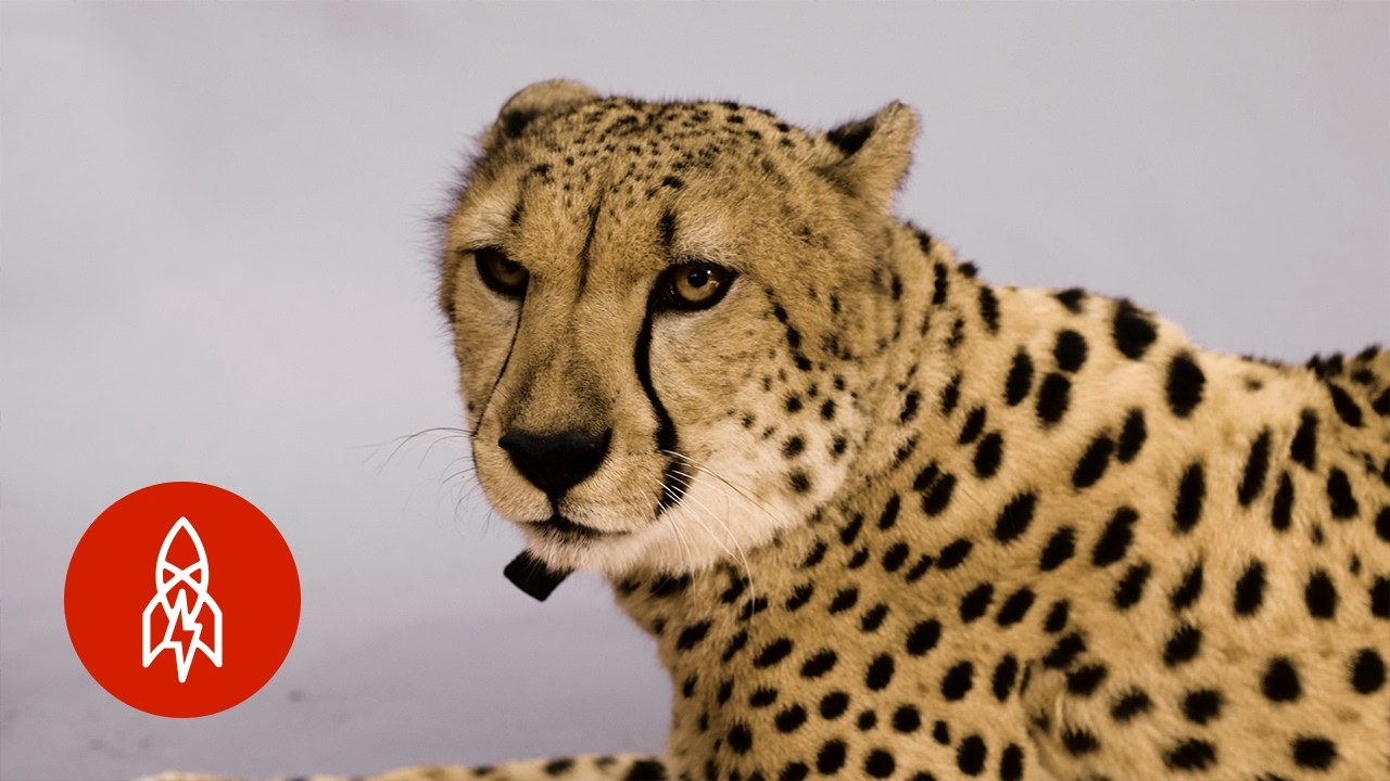 The African Cheetah Sprints for Survival - YouTube