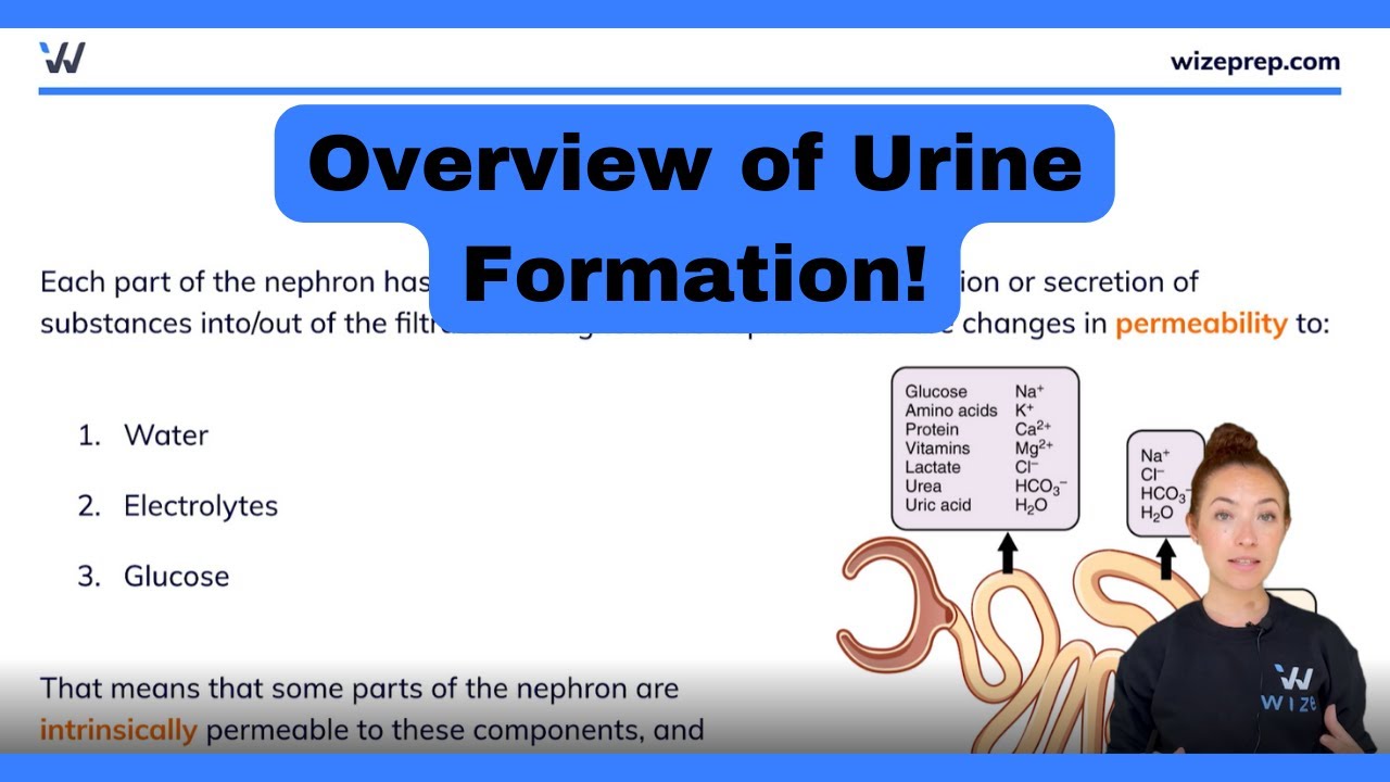 Overview of Urine Formation in the Kidneys | MCAT Biology Simplified ...