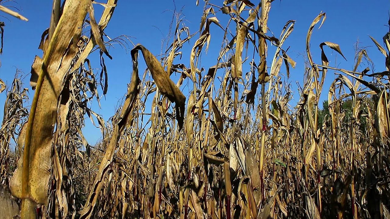 Dry Crops Blowing In The Wind. Stock Footage - YouTube