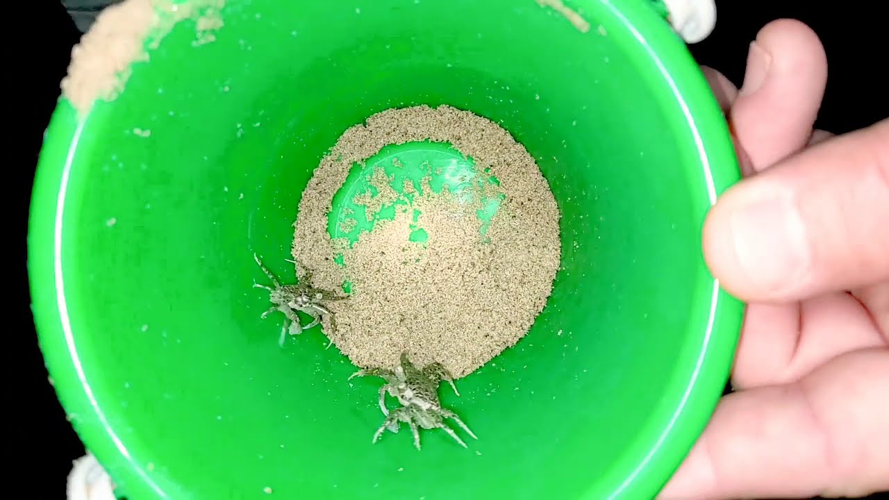 CRAB HUNTING AT THE BEACH!!!- MSK FAMILY VLOGS BEACH DAY #beachtime # ...