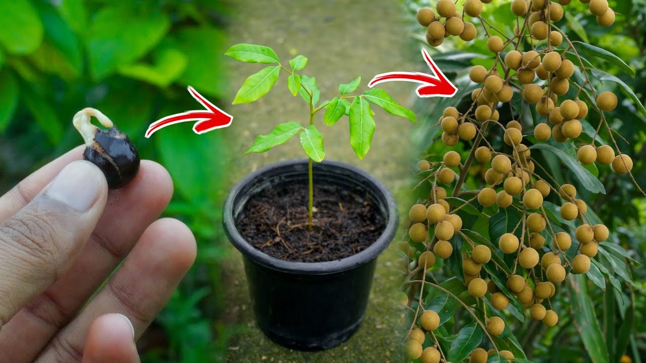 Growing Longan Tree from Seed | Thai Longan Fruit | Aashphal / Naga ...