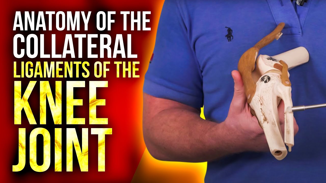 Anatomy of the Collateral Ligaments of the Knee Joint - YouTube