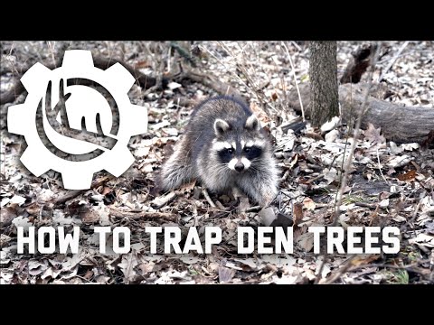 How To Trap Coon Den Trees: February Raccoon Trapping - YouTube