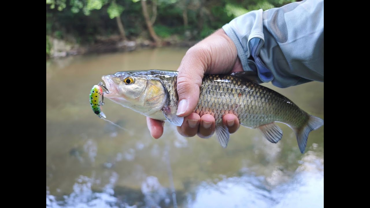 Кефали по Петровден. LastCast CC-38 Chub Fishing - YouTube