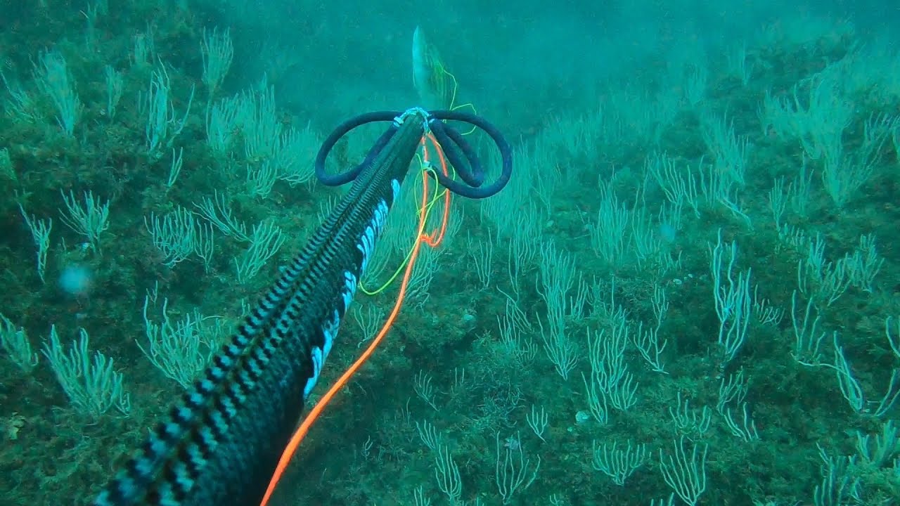Golden grouper headshot - YouTube