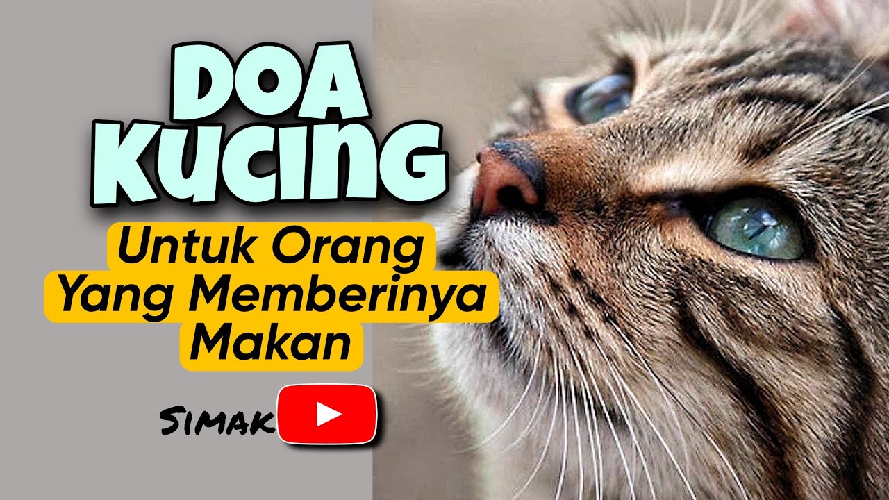 DOA KUCING UNTUK ORANG YANG MEMBERINYA MAKAN - YouTube