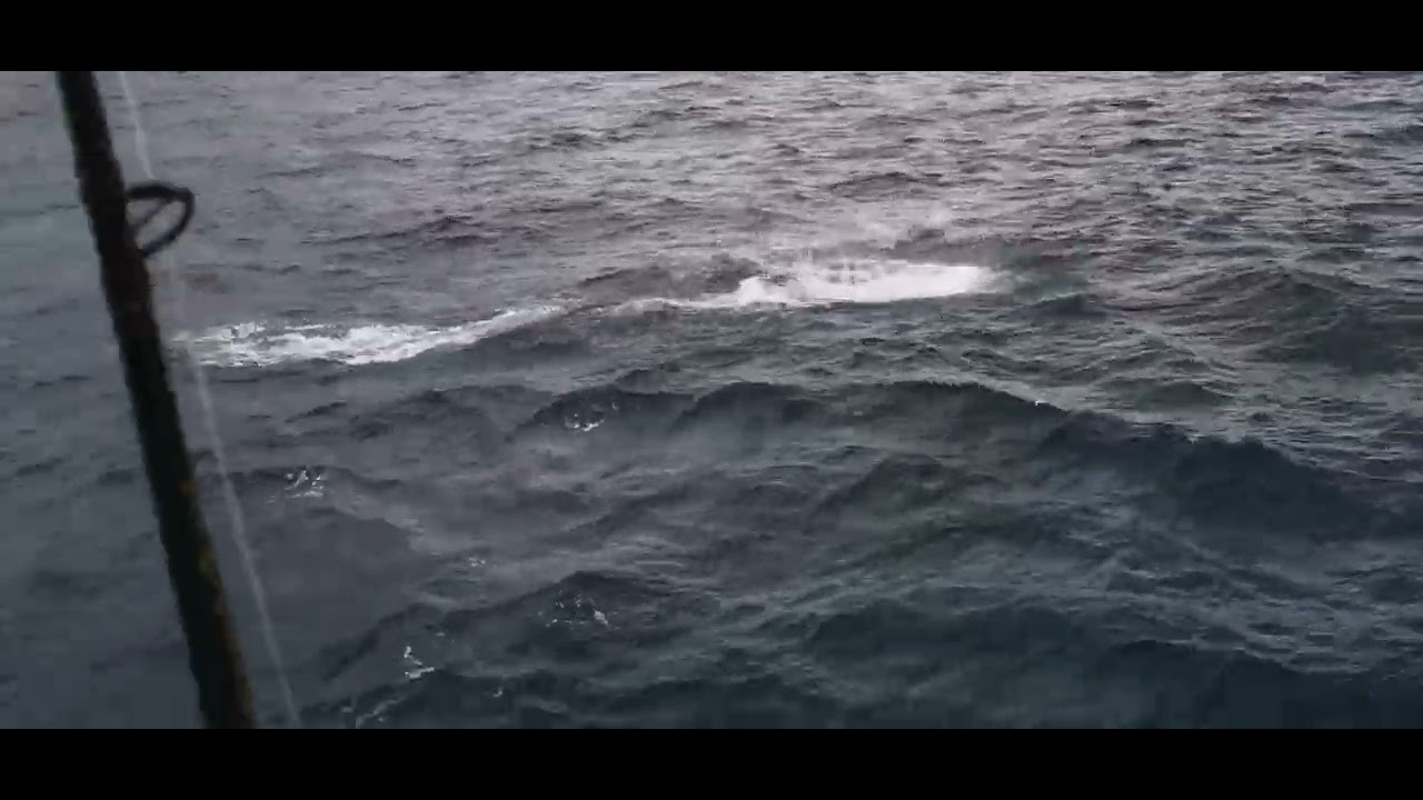 Big Eye 2 Sportfishing Adventure Catching Marlin Sailfish Dorado and ...