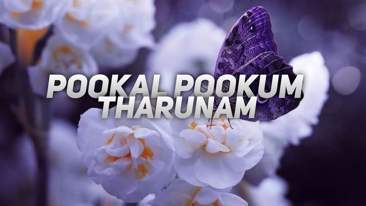 Pookal🌹Pookum Tharunam 💞Cover Song😘 Female Version 😍 Editomania ️ ...