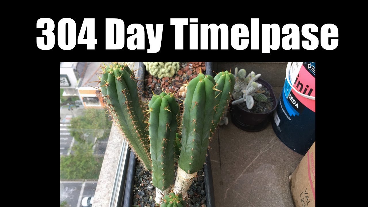 Deskinned Trichocereus Bridgesii 304 Day Timelapse - YouTube