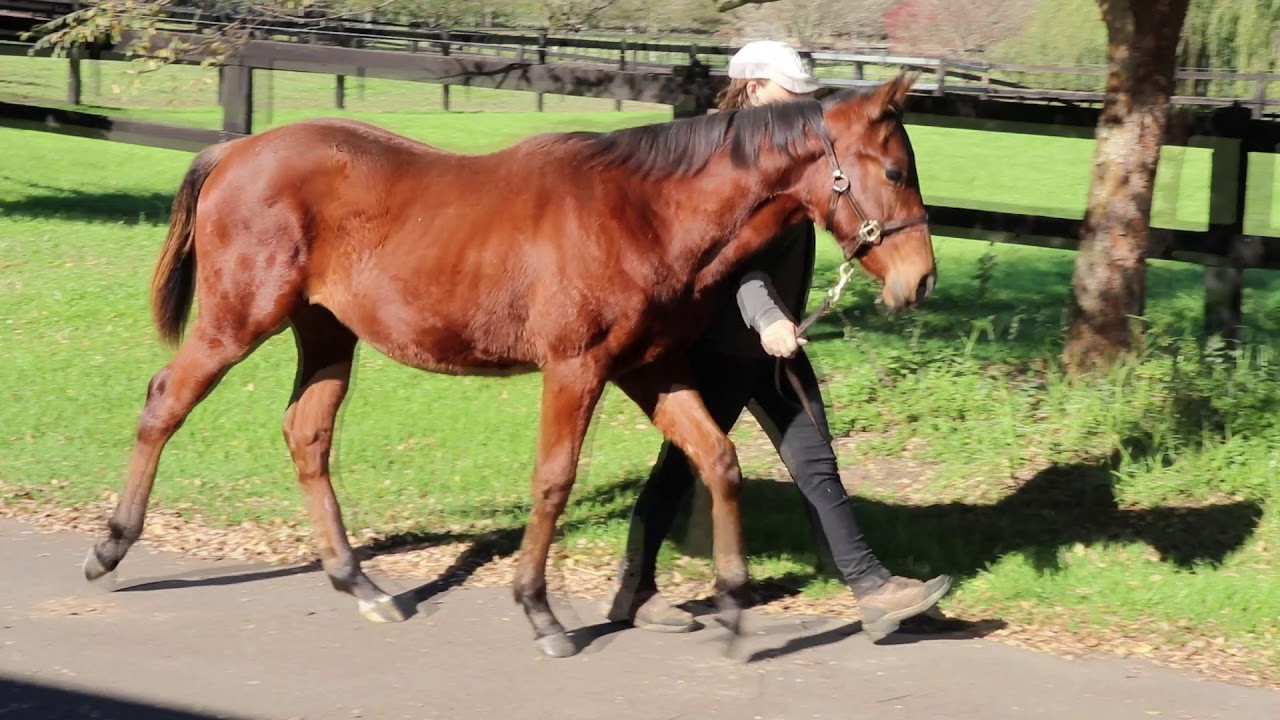 Flying Artie x A Spotte Of Magic (colt) - YouTube