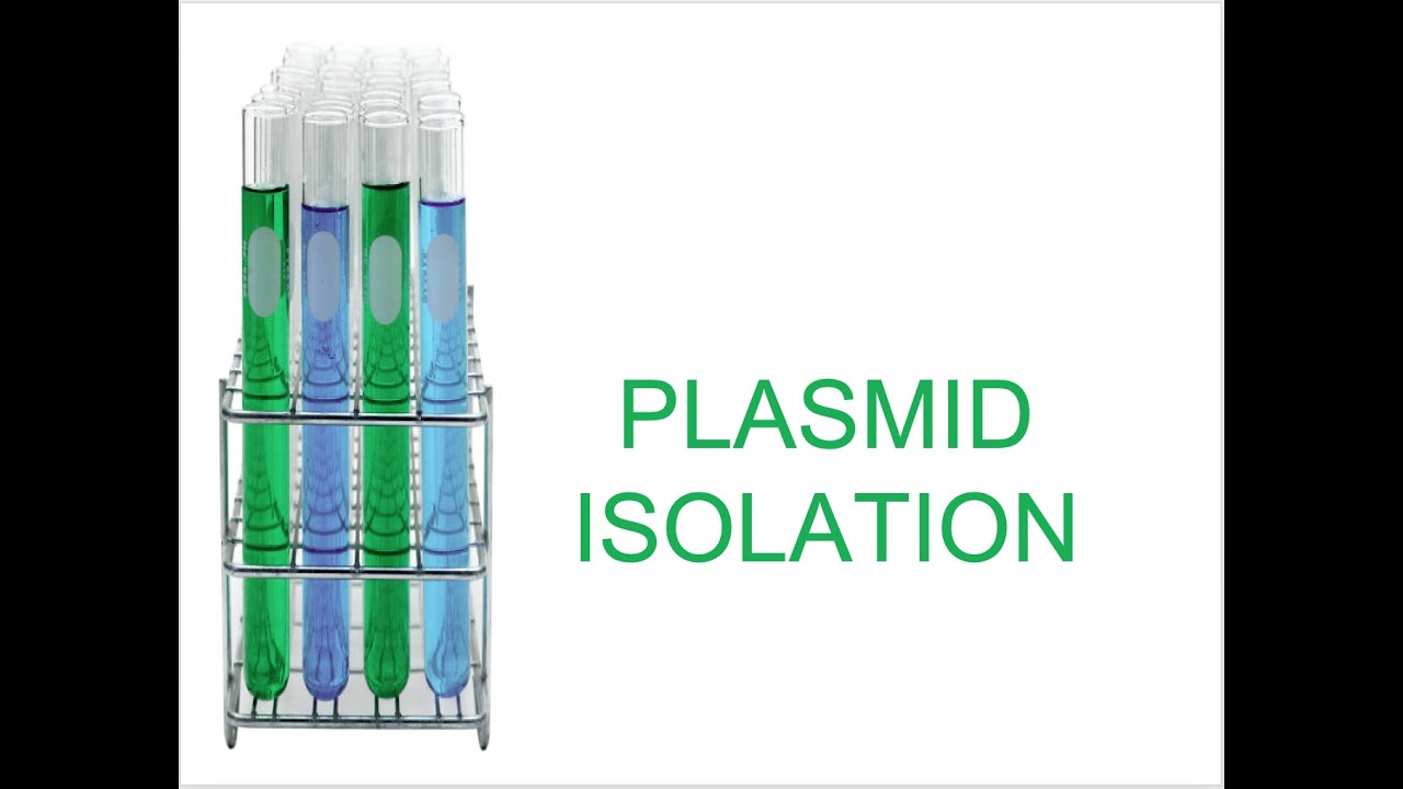 Plasmid isolation - YouTube