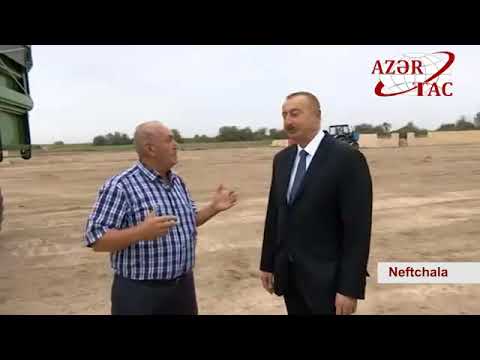 President Ilham Aliyev visited cotton plantation in Neftchala district