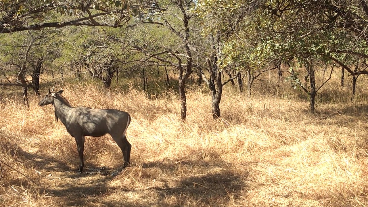 Devaliya Park -2, Sasan Gir, Junagadh, ( Gir Forest National Park ...