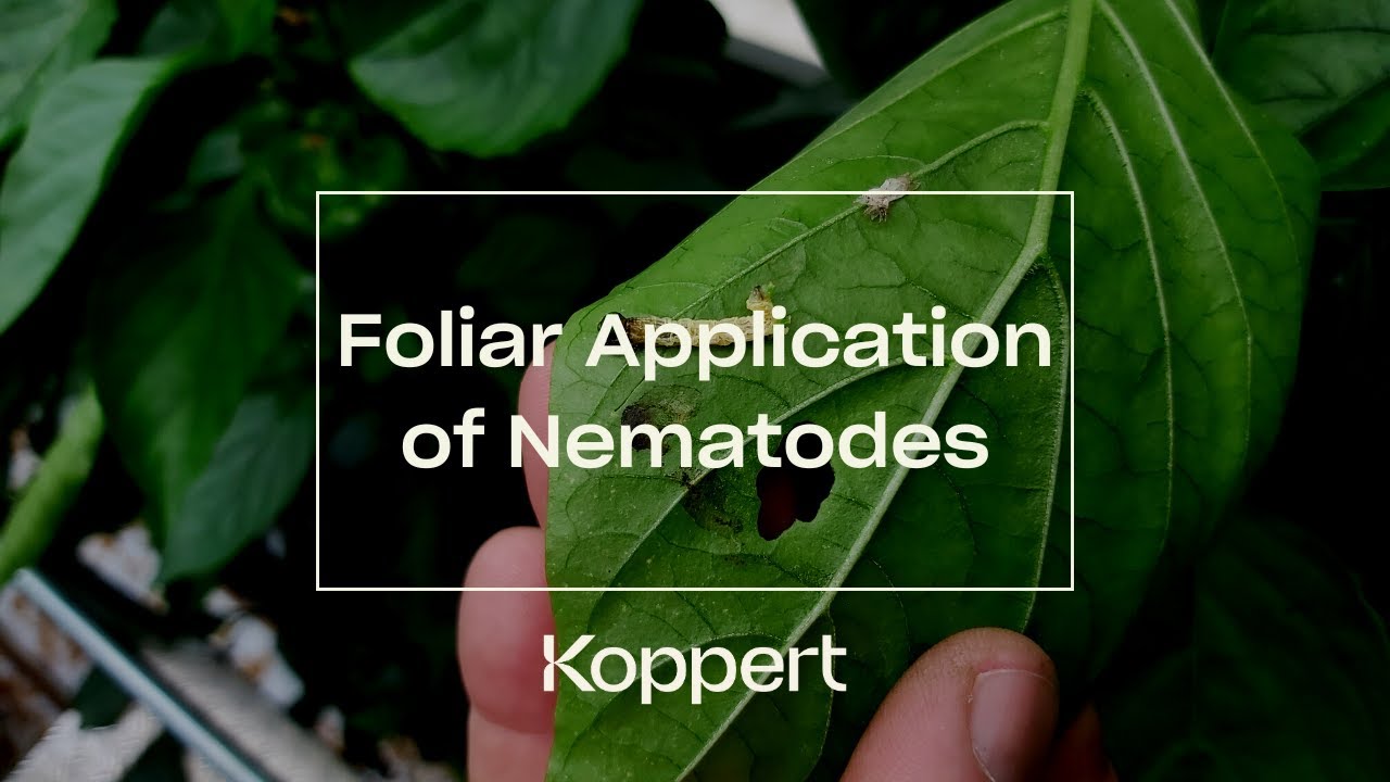 Foliar Application of Nematodes - YouTube