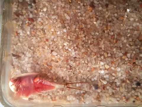 Triops Eating Upside Down - YouTube