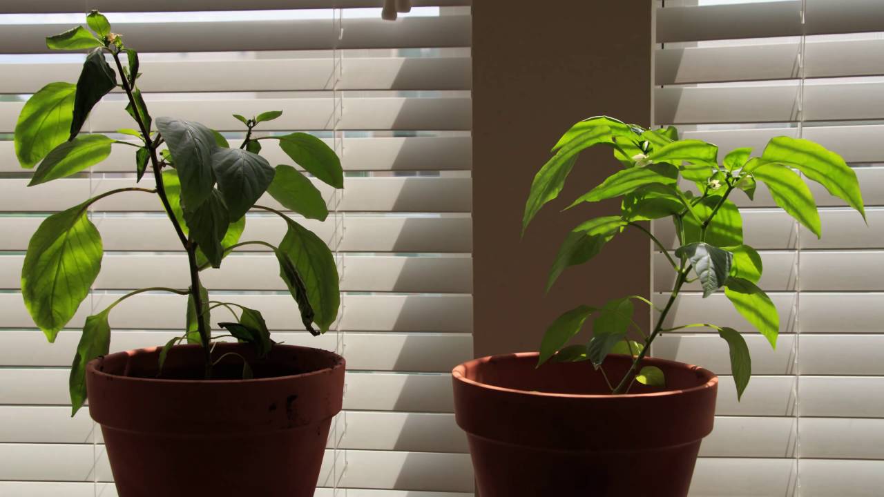 Wilted Bell Pepper Plant Revival 4K 2160p - YouTube