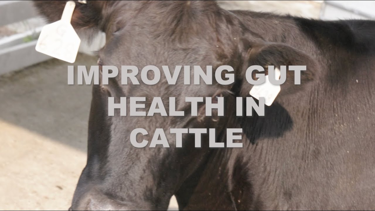 Re:Search 2023 - Improving Gut Health in Cattle - YouTube