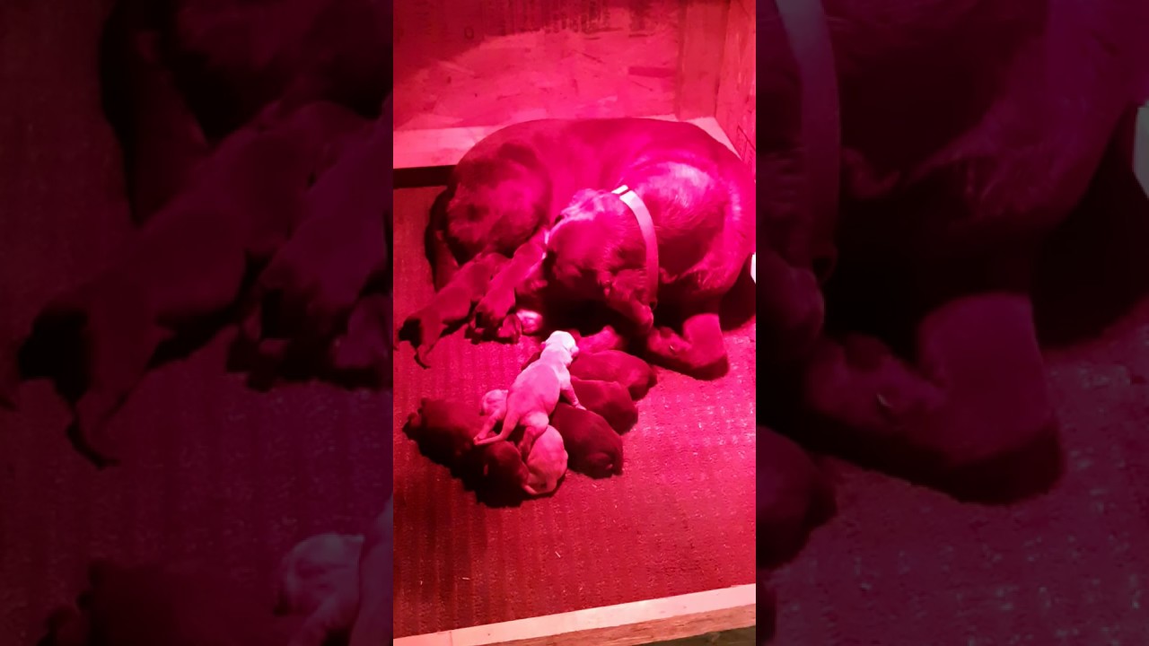 How a newly-born puppies look like. - YouTube