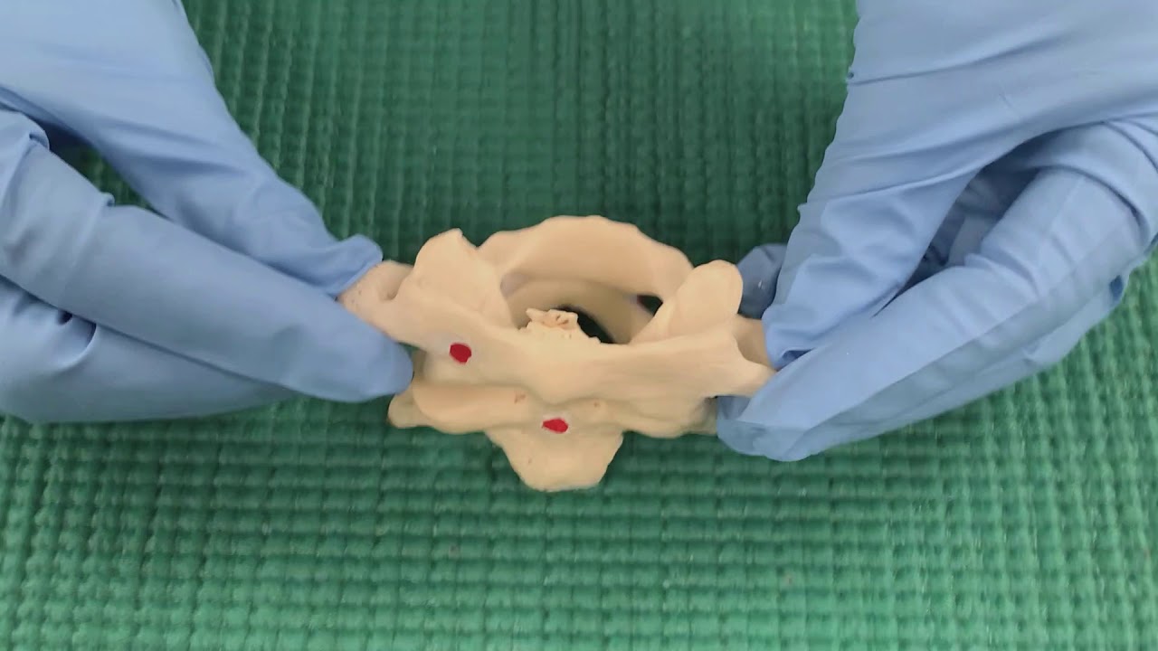 Atlas/Axis Movement Demonstration - YouTube