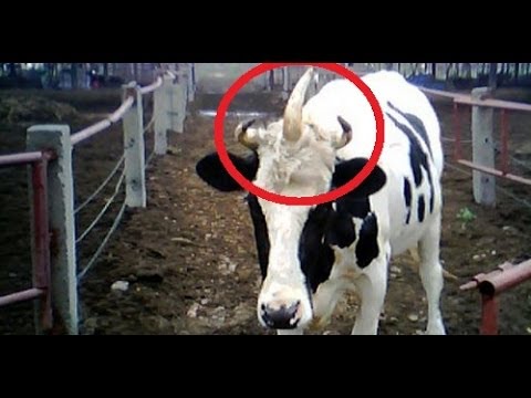 Rare Unicorn Cow Found In China - YouTube