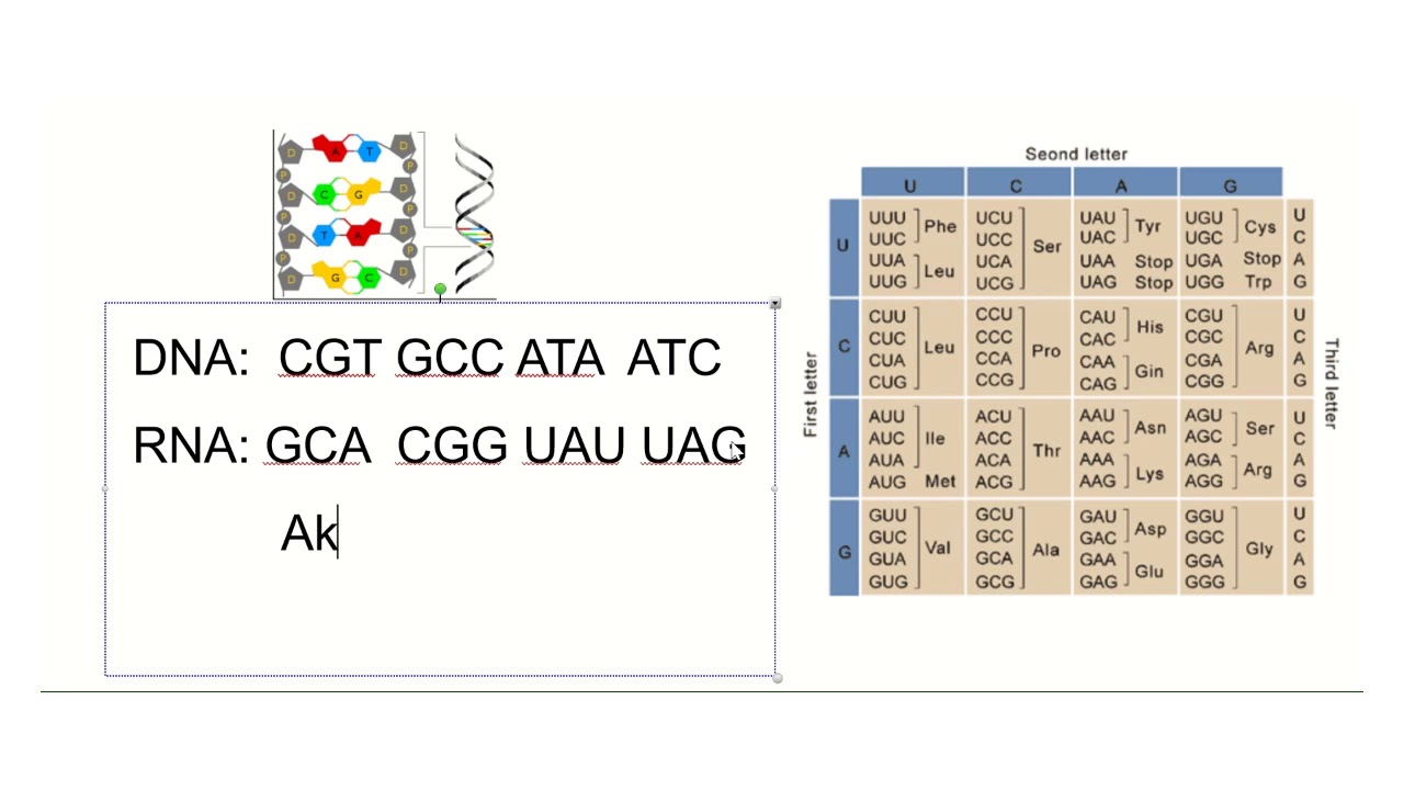 Explaining transcription from DNA to RNA and codon matching - YouTube
