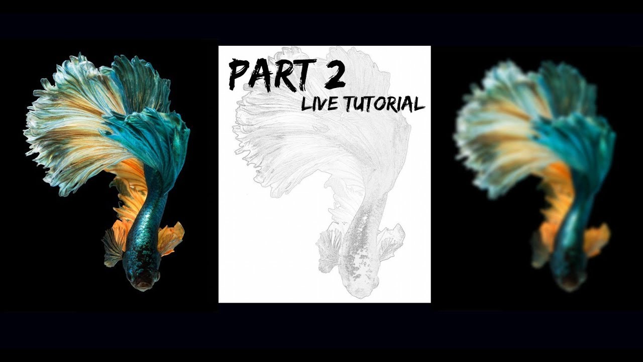 LIVE (Pt:2) Drawing a Siamese Fighting Fish 2 - YouTube