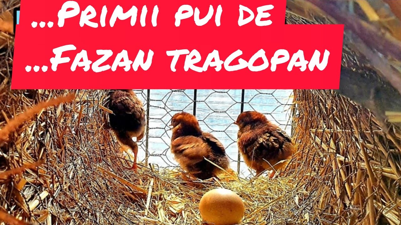 Primii pui de Fazan Tragopan...Pair of temminck's tragopan and their ...