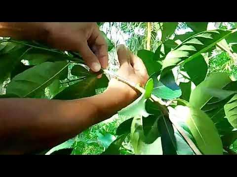 Inarching technology...sa jackfruit,step by step(with result) - YouTube