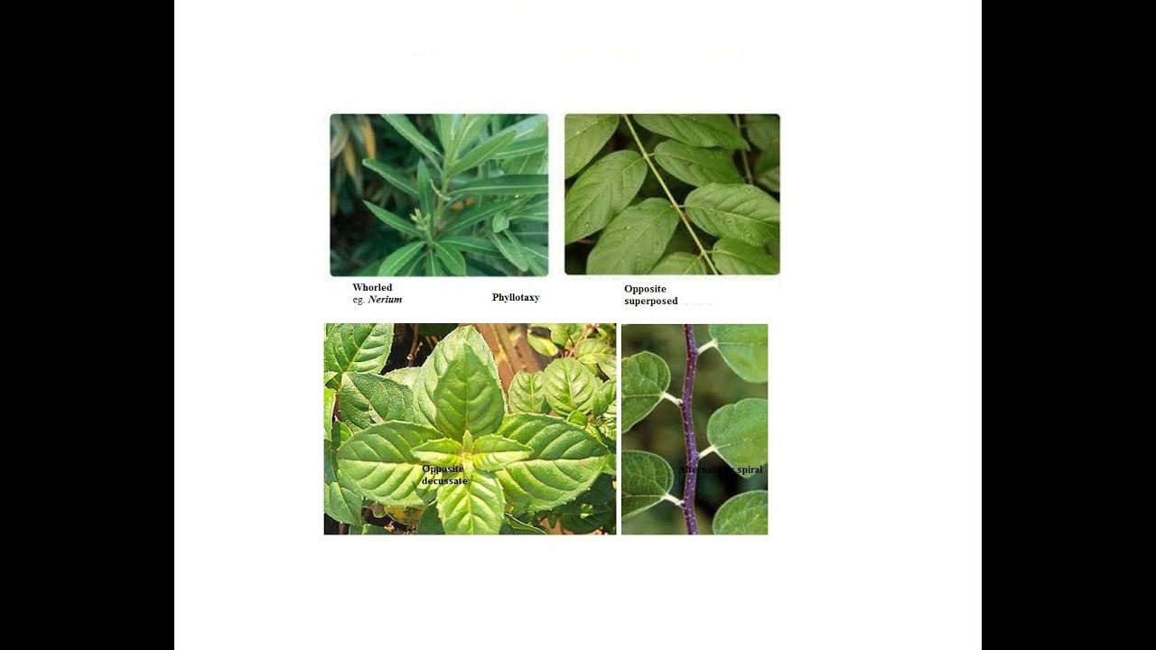 Phyllotaxy | Biology | NEET | NEET Foundation - YouTube