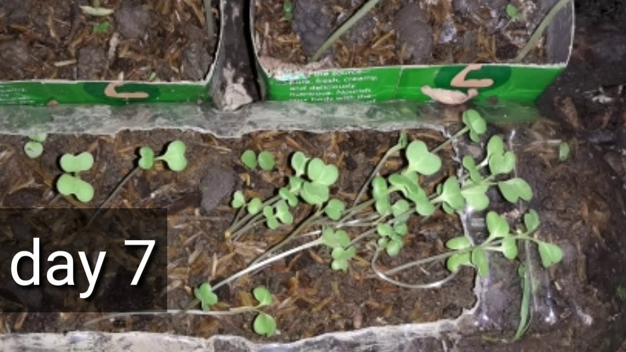 Leggy Seedlings: Pechay Day 1-16 - YouTube