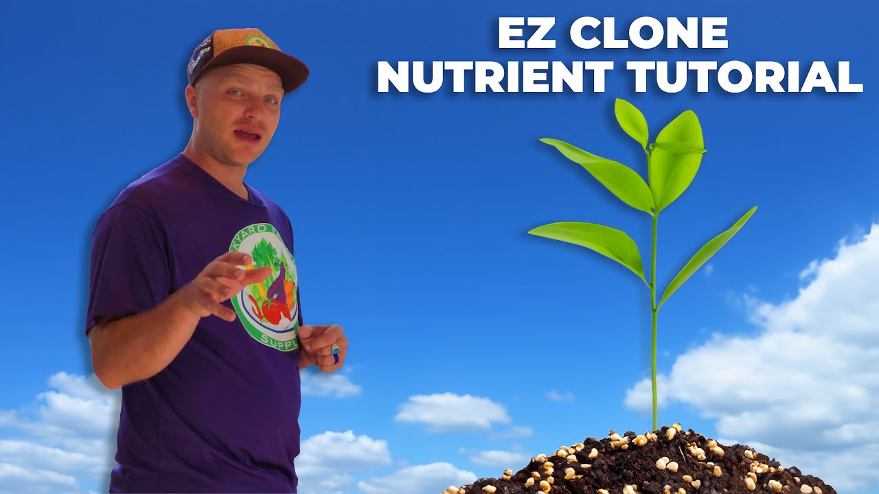 How To Nutrient Soak EZ Clone Plugs For Seedlings - YouTube