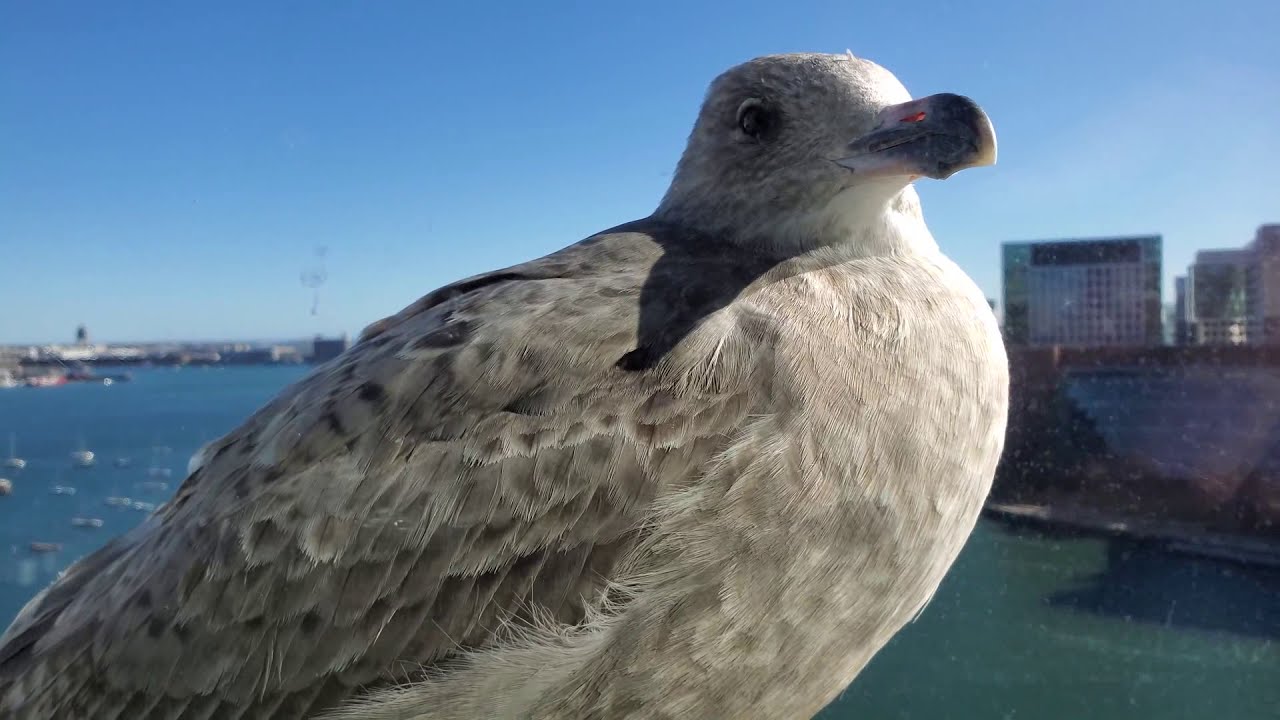 Fledgling Seagull on Ledge of the Boston Harbor Hotel - YouTube