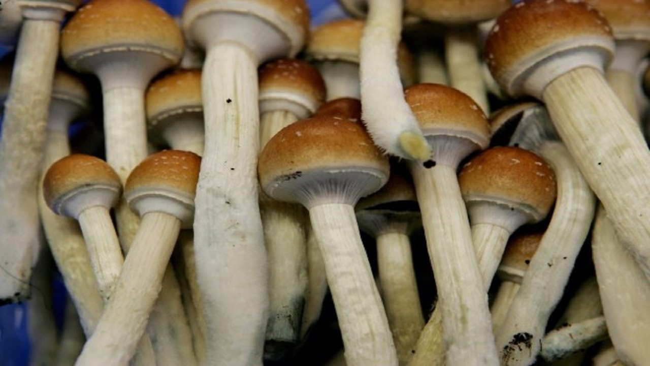 Crazy Shroom Trip Story HEROIC DOSE 8 Grams YouTube crazy-shroom-trip-story-heroic-dose-8-grams-youtube