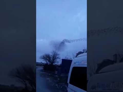 Kuşların gök yüzünde muhteşem dansı