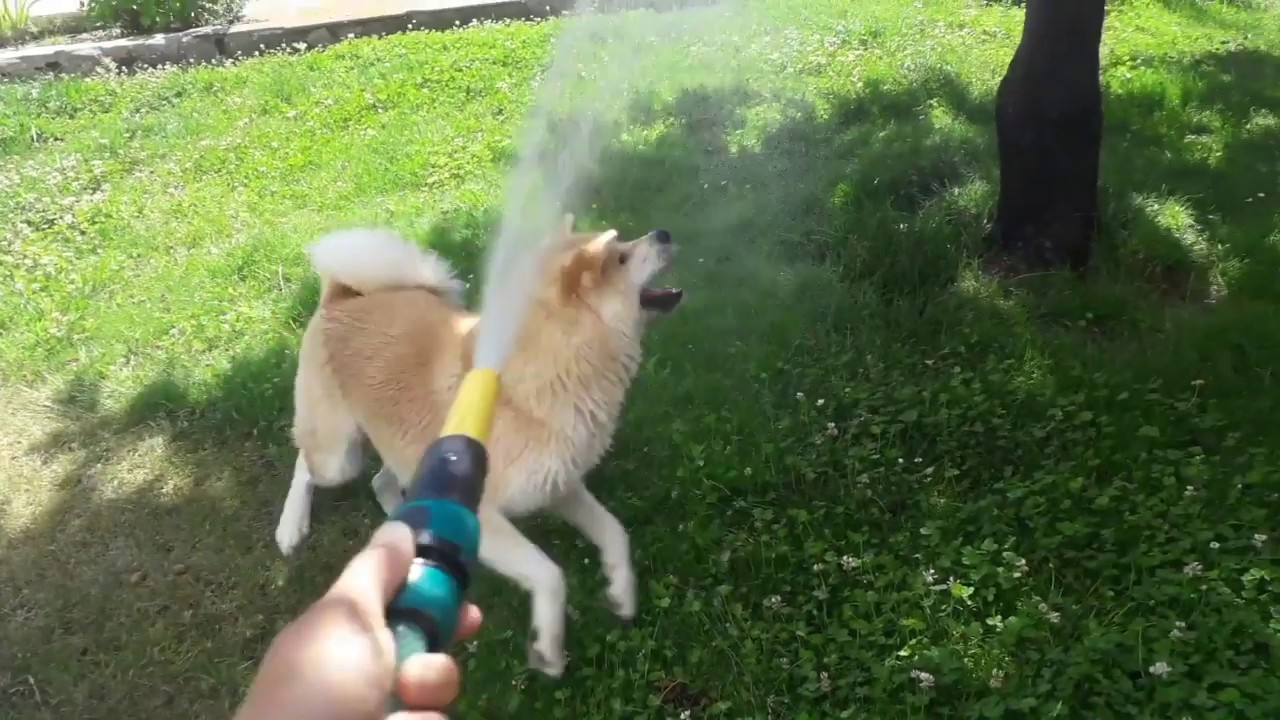 Our powerful Mugi go Tsutsui Kennel playing - YouTube