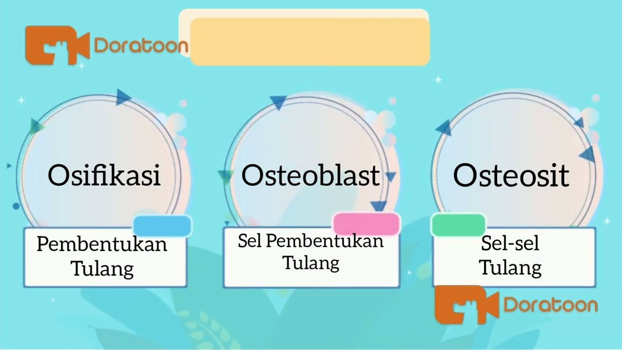 Proses Pembentukan Tulang (Osifikasi) - YouTube