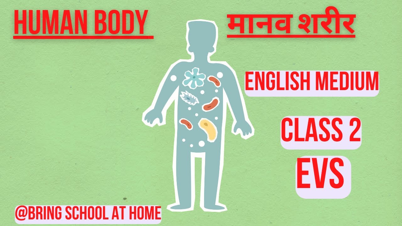 Human Body class 2 EVS English medium - YouTube