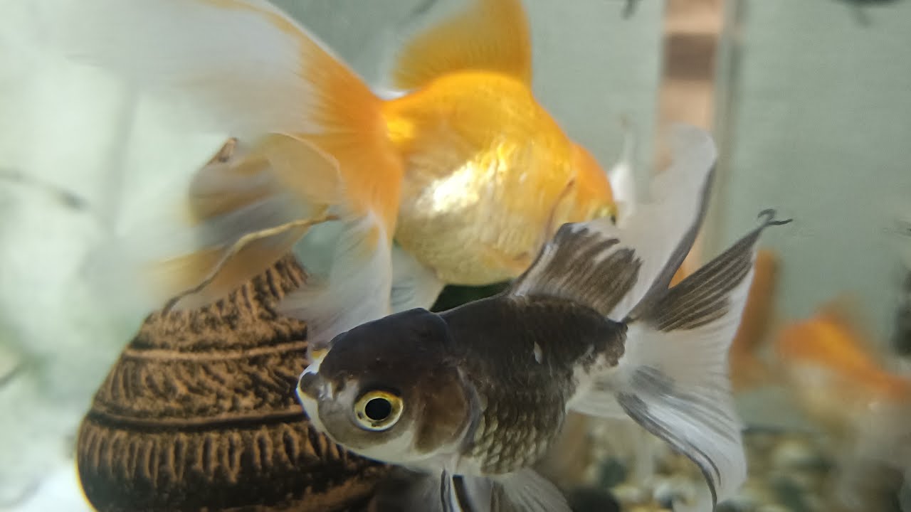 Beautiful Goldfish Swimming, Fish tank,setup, Relaxing video, stress ...