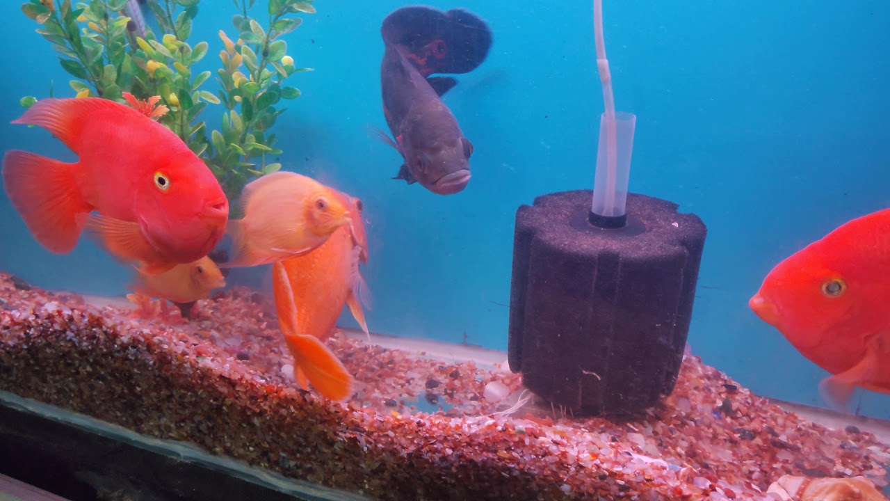 Arowana oscar parrot fish feeding Earthworm - YouTube