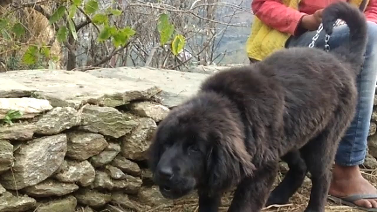 Gaddi Dog , Pure Pahari Gaddi dog/ Bhutia Dog , बकरवाल पहाड़ी कुत्ता ...