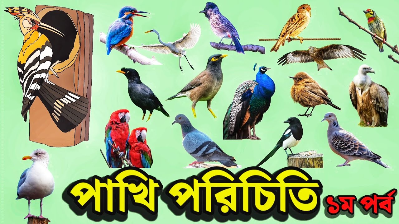 পাখি পরিচিতি | Birds Name in Bengali & English | Birds Vocabulary - YouTube