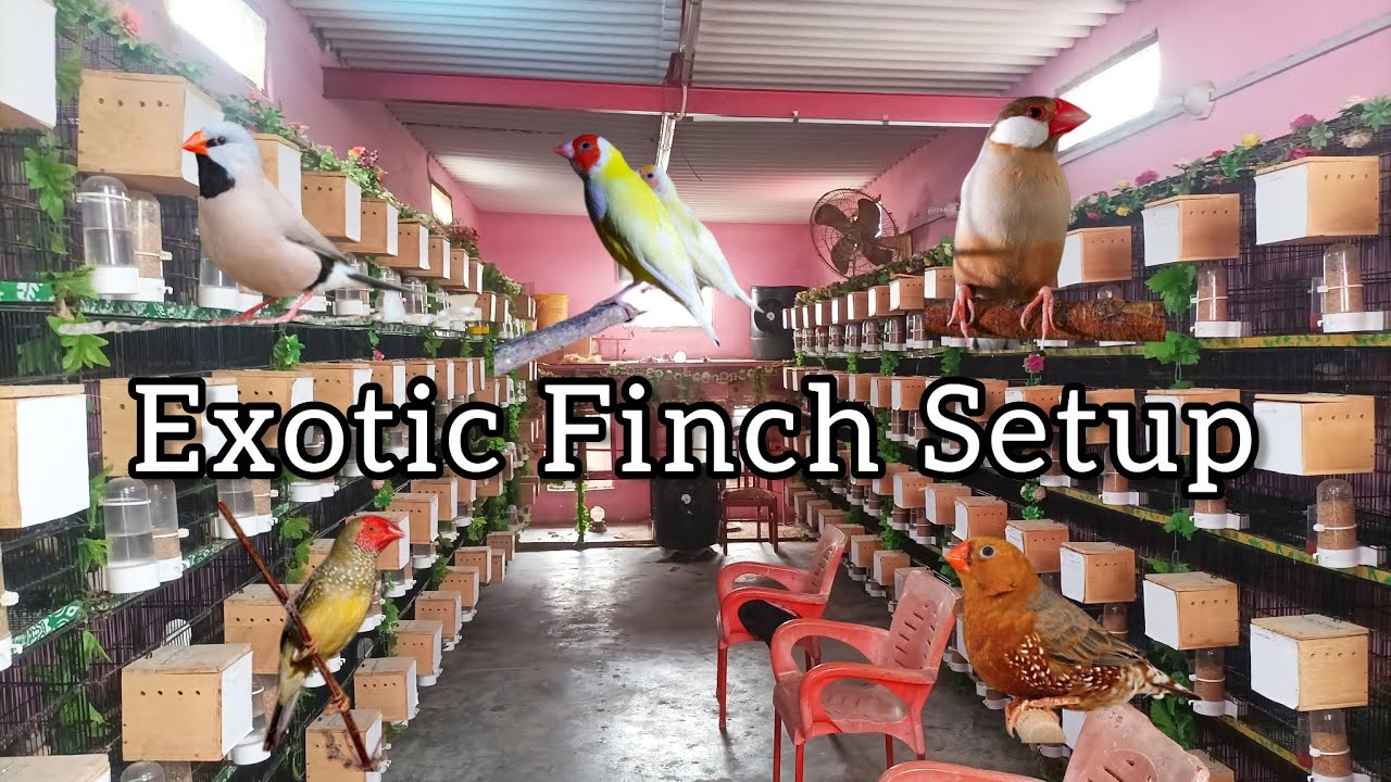 Exotic Finches Setup Visit || Fareed Jamal Exotic Finches Setup on ...